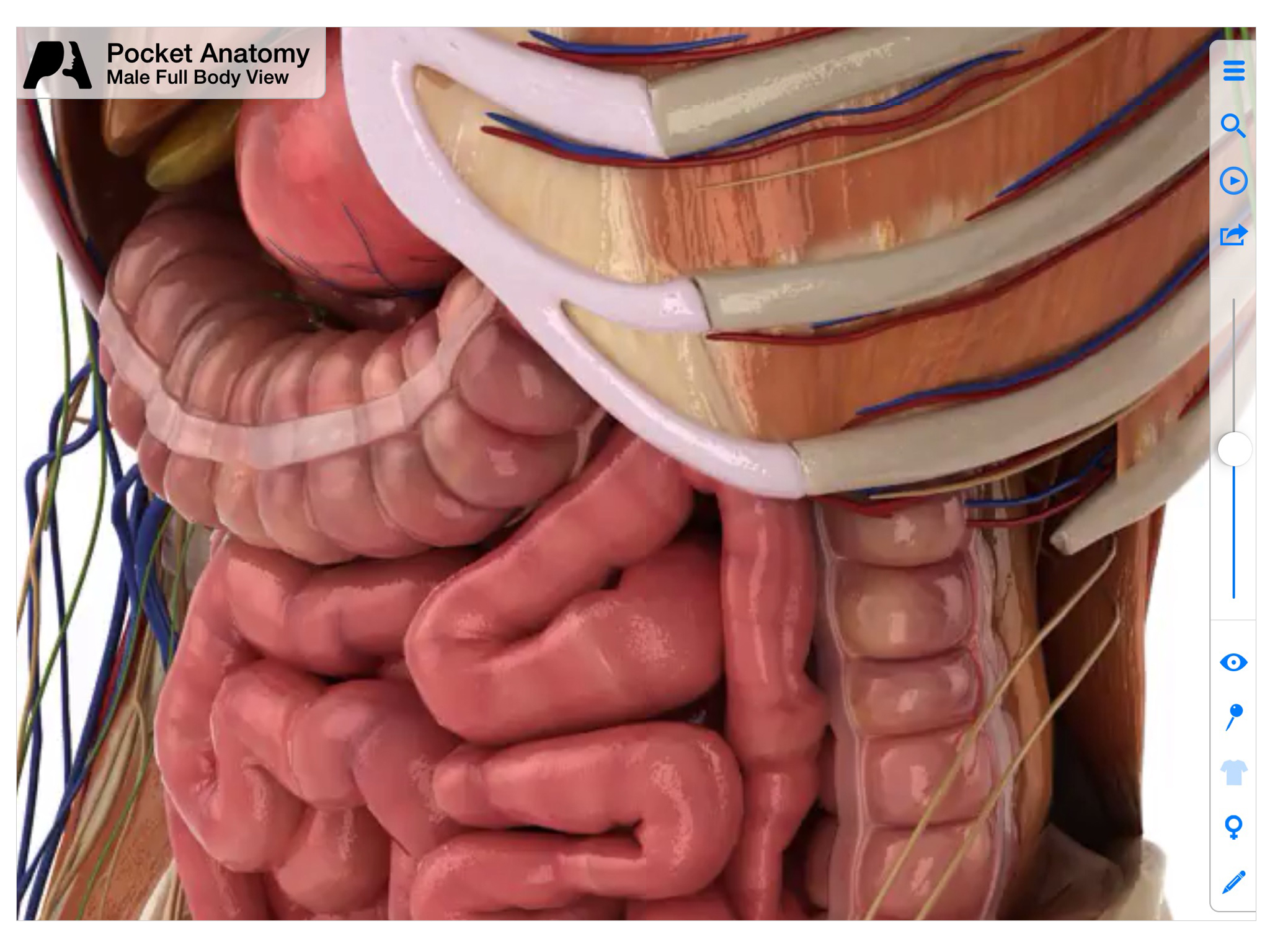 Press kit for journalists and bloggers - Pocket Anatomy