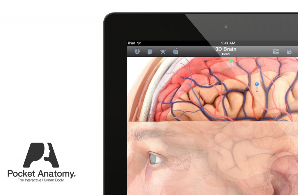Concussion and Traumatic Brain Injuries