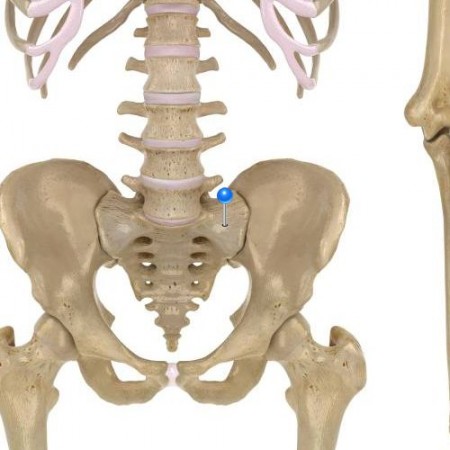Ala of Sacrum - 3D Image and Description