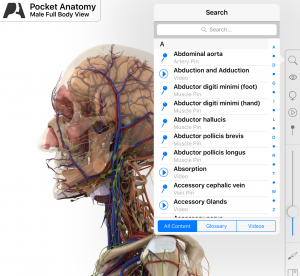 medical terminology, greek roots, latin roots, medical jargon, pocket