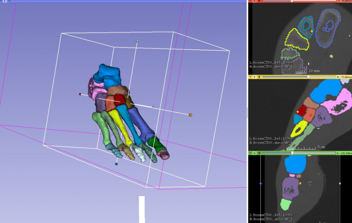 Building a 3D Human. Phase 1: Skeleton - Pocket Anatomy